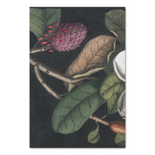 Vintage 1731 Magnolia Flower Pod Tissue Paper | Zazzle