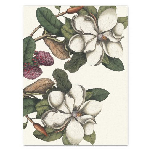 Vintage 1731 Magnolia Flower Pods Tissue Paper | Zazzle