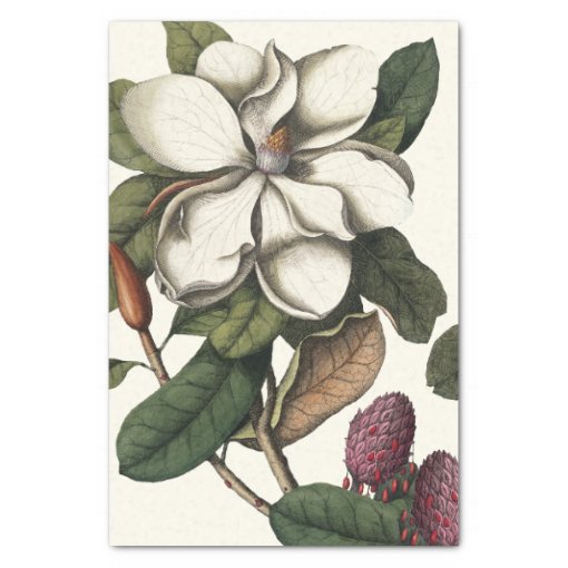 Vintage 1731 Magnolia Flower Pods Tissue Paper | Zazzle