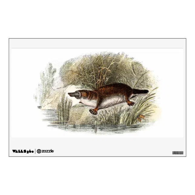 Vintage 1800s Duck Bill Platypus Illustration Wall Decal | Zazzle