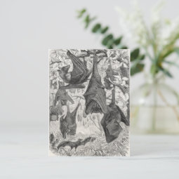 Vintage 1800s Flying Fox Bat Retro Template Bats Postcard | Zazzle