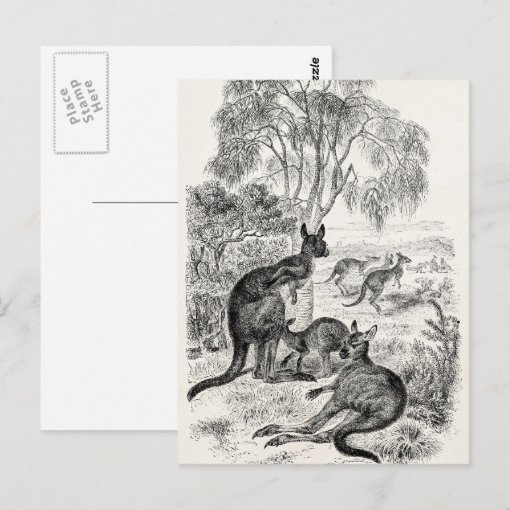 Vintage 1800s Giant Kangaroos Australian Kangaroo Postcard | Zazzle