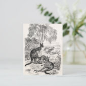 Vintage 1800s Giant Kangaroos Australian Kangaroo Postcard | Zazzle