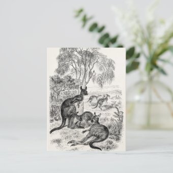 Vintage 1800s Giant Kangaroos Australian Kangaroo Postcard | Zazzle