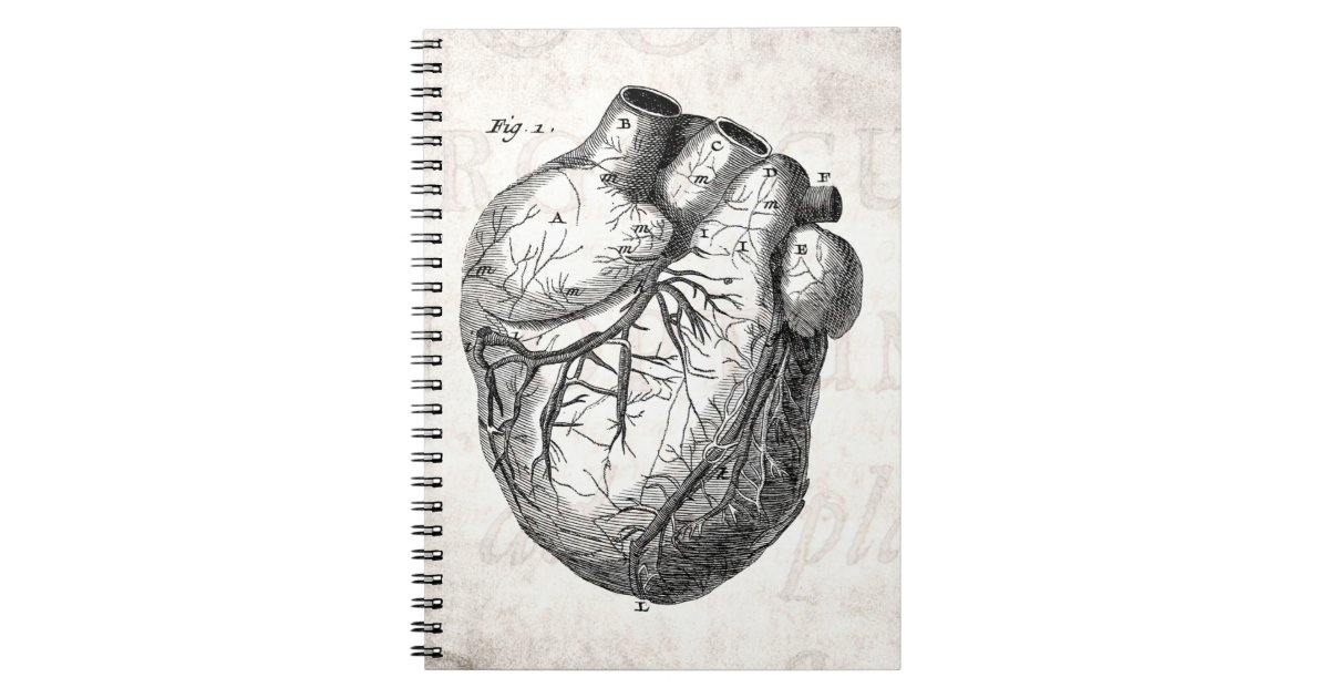 Vintage 1800s Heart Retro Cardiac Anatomy Hearts Notebook | Zazzle