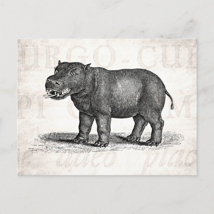 Vintage 1800s Hippopotamus Illustration - Hippos Postcard | Zazzle.com