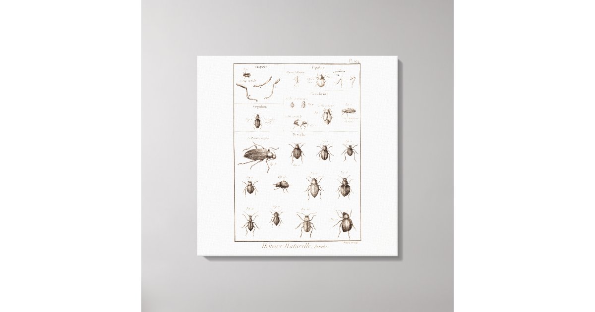 Vintage 1800s Insects Bug Beetles Illustration Canvas Print | Zazzle