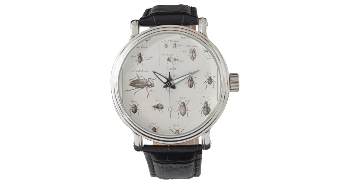 Vintage 1800s Insects Bugs Beetles Illustration Watch | Zazzle
