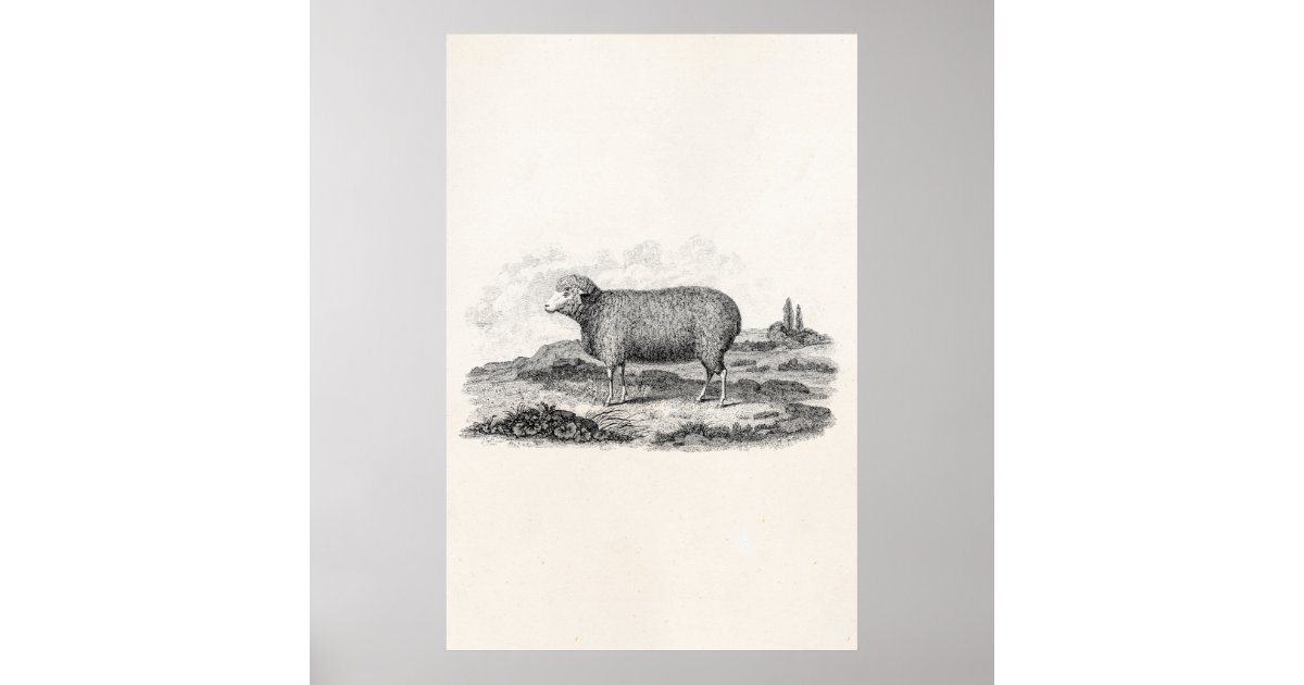 Vintage 1800s Merino Sheep Ewe Lamb Template Poster | Zazzle