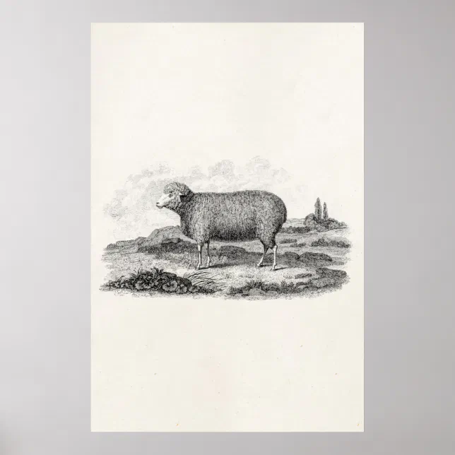 Vintage 1800s Merino Sheep Ewe Lamb Template Poster | Zazzle