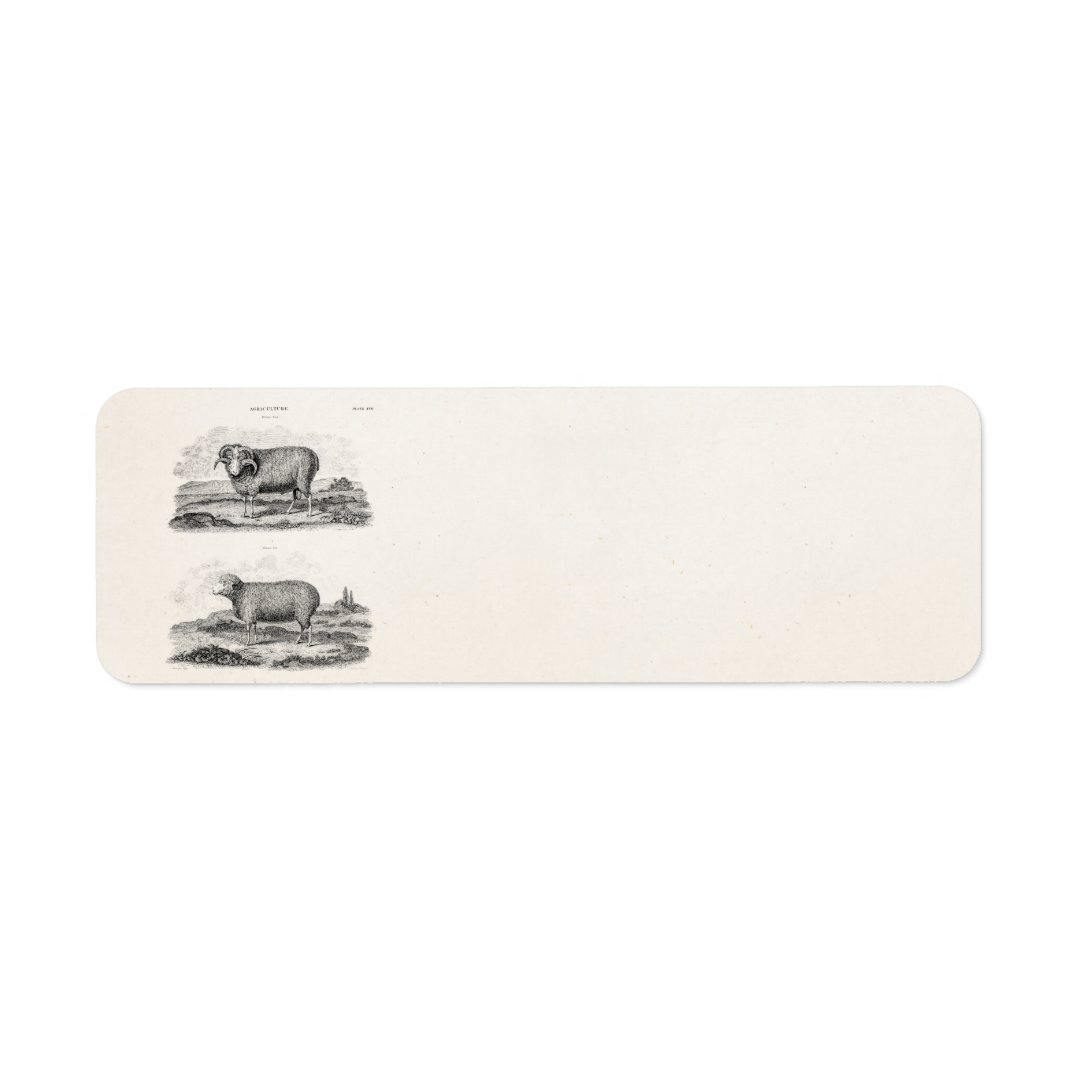 Vintage 1800s Merino Sheep Ewe Ram Lamb Template Label | Zazzle