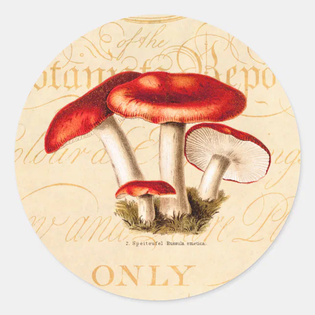 vintage 1800s Mushroom Red Mushrooms Template Classic Round Sticker ...