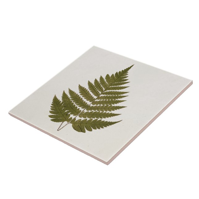 fern leaf template