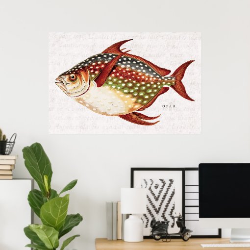 Vintage 1800s Opah Tropical Sporting Fish Drawing Poster | Zazzle
