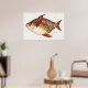 Vintage 1800s Opah Tropical Sporting Fish Drawing Poster | Zazzle