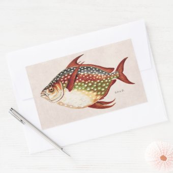 Vintage 1800s Opah Tropical Sporting Fish Drawing Rectangular Sticker ...