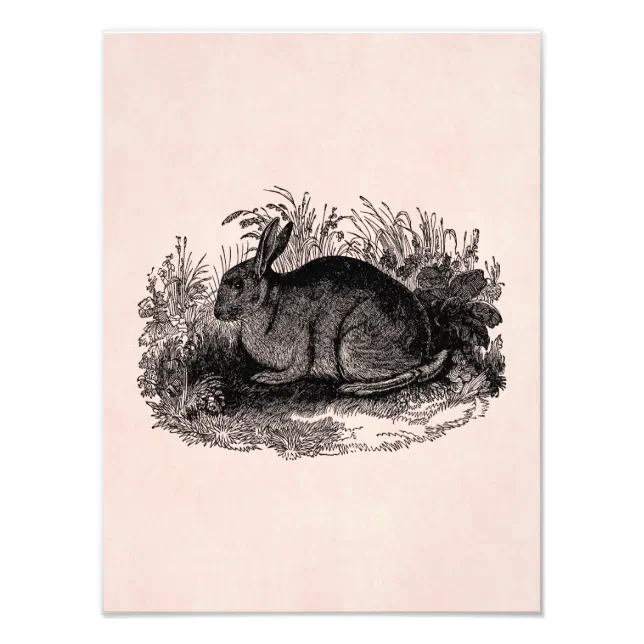 Vintage 1800s Rabbit Retro Bunny Template Rabbits Photo Print | Zazzle