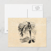 Vintage 1800s Racket-Tail Hummingbird Racquet Tail Postcard | Zazzle