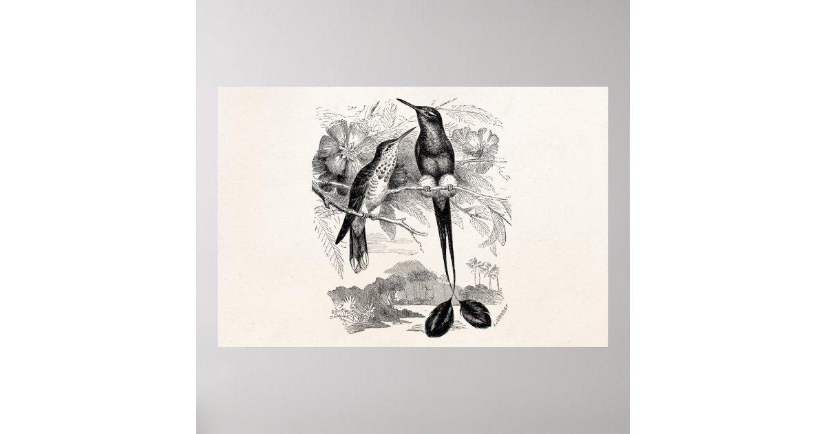 Vintage 1800s Racket-Tail Hummingbird Racquet Tail Poster | Zazzle