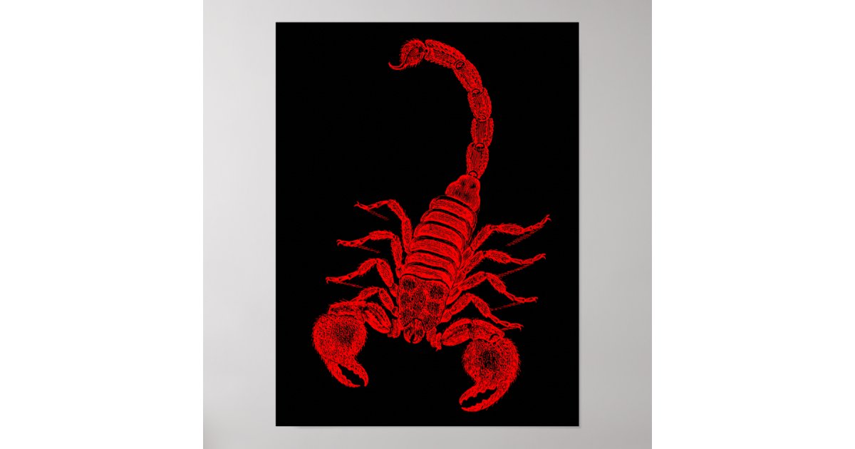 Vintage 1800s Scorpion Illustration Red Scorpions Poster | Zazzle