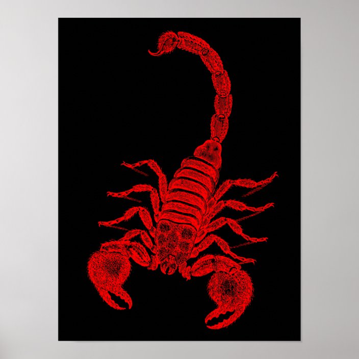 Vintage 1800s Scorpion Illustration Red Scorpions Poster | Zazzle.com