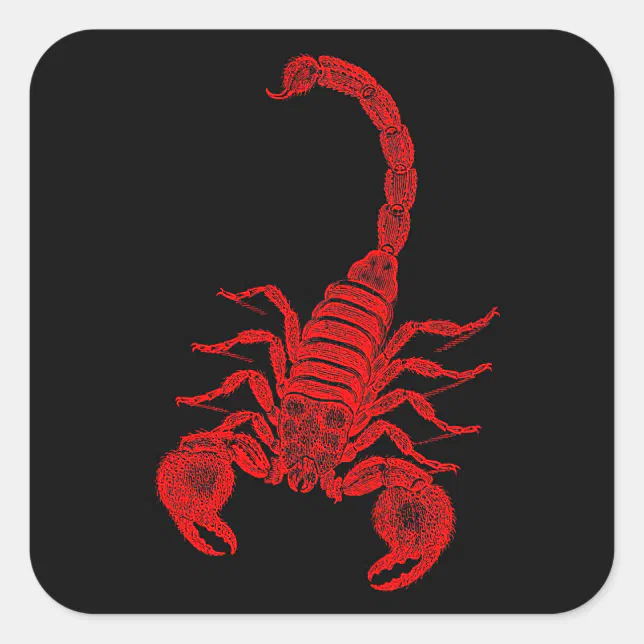Vintage 1800s Scorpion Illustration Red Scorpions Square Sticker | Zazzle