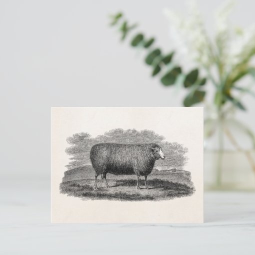 Vintage 1800s Sheep Ewe Illustration Retro Wool Postcard | Zazzle