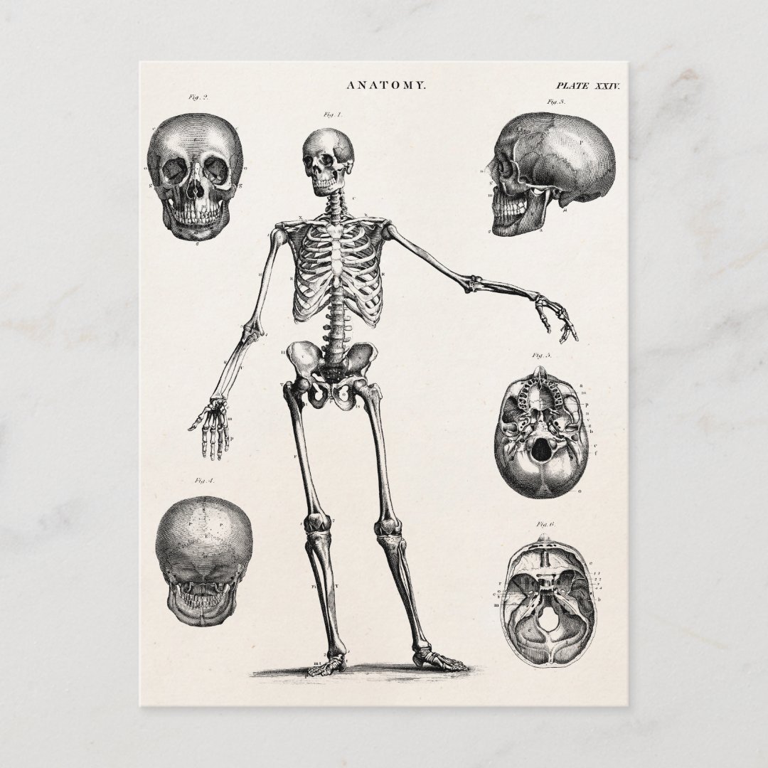 Vintage 1800s Skeleton Antique Anatomy Skeletons Postcard | Zazzle