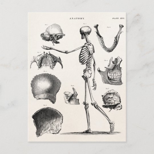 Vintage 1800s Skeleton Antique Anatomy Skeletons Postcard | Zazzle.com