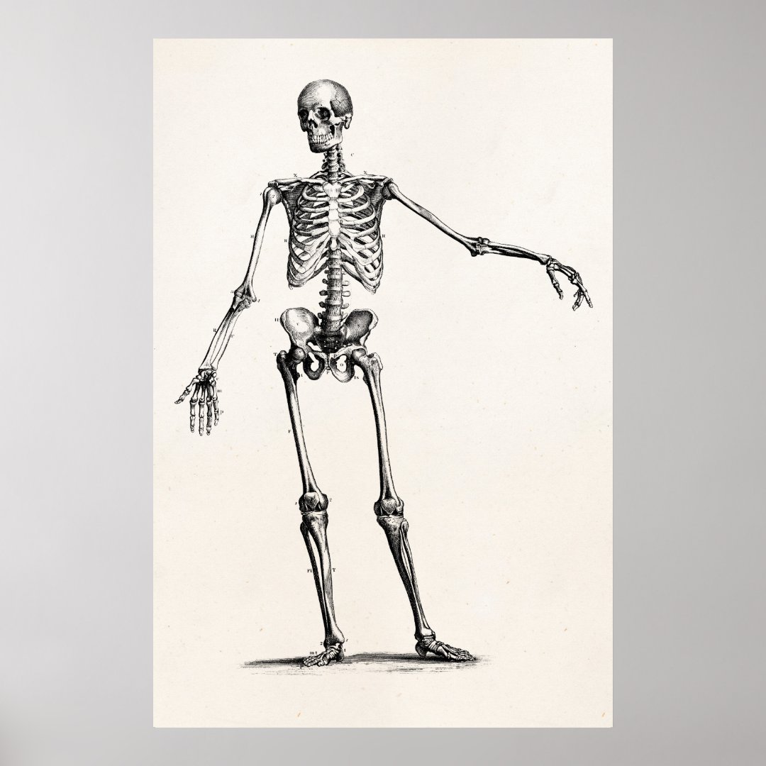 Vintage 1800s Skeleton Retro Anatomy Skeletons Poster | Zazzle