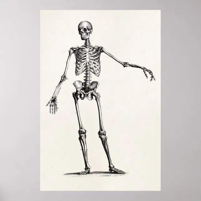 Vintage 1800s Skeleton Retro Anatomy Skeletons Poster | Zazzle
