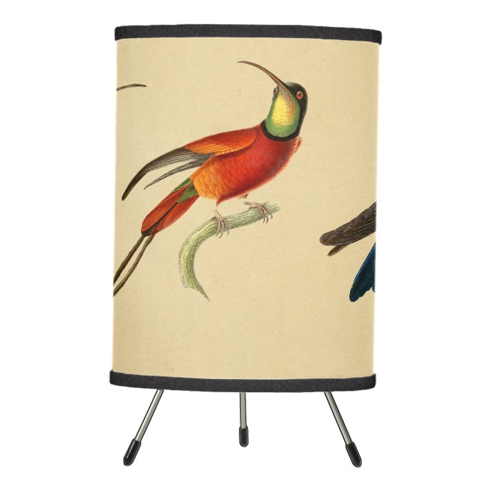 Vintage 1830 Hummingbird Lamp Shade | Zazzle.com