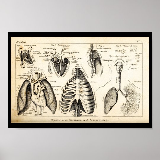 Vintage 1844 Human Heart Anatomy Print | Zazzle.com