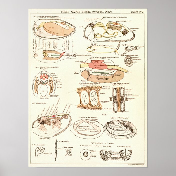 Vintage 1881 Freshwater Mussel Anatomy Print | Zazzle.com