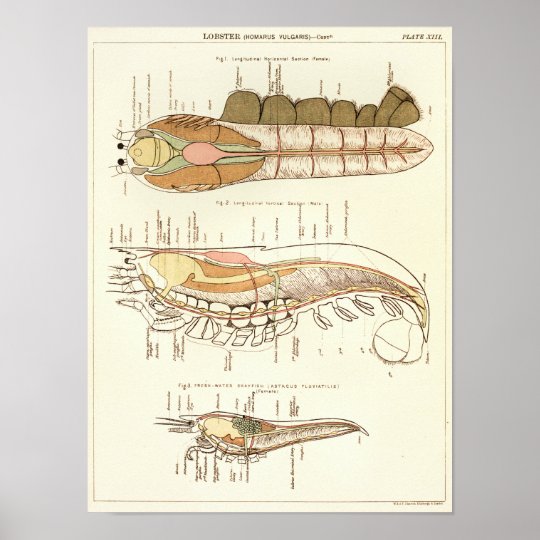 Vintage 1881 Lobster Biology Anatomy Print | Zazzle.com