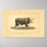 Dairy Cow Vintage Style Old Rustic Cows Poster | Zazzle.com