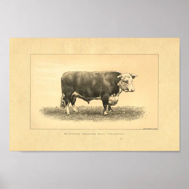 Vintage 1888 Bull Print | Zazzle