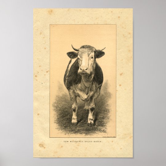 Vintage 1888 Cow Print | Zazzle.com