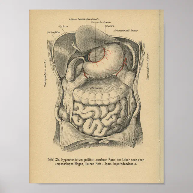 Vintage 1888 German Anatomy Print Abdomen Organs | Zazzle