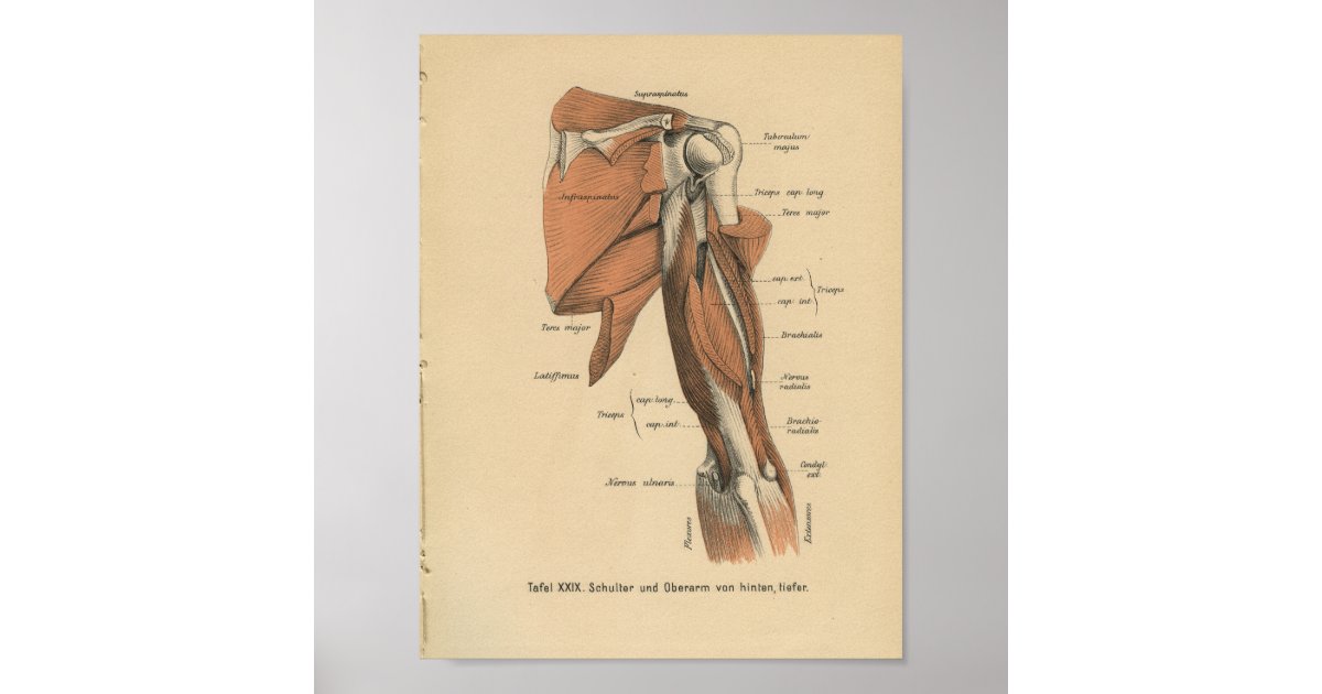 Vintage 1888 German Anatomy Print Arm Muscles | Zazzle