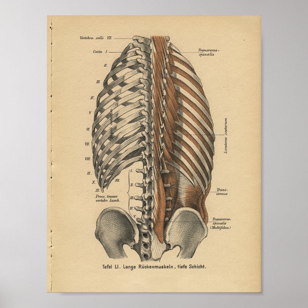 Vintage 1888 German Anatomy Print Back Muscles | Zazzle