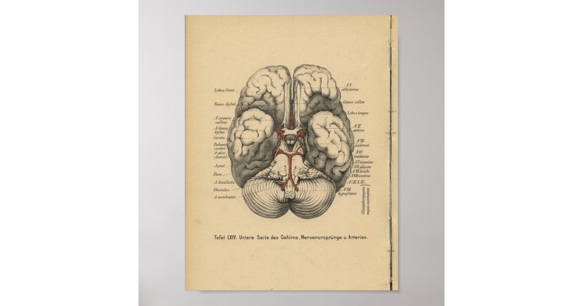 Vintage 1888 German Anatomy Print Brain | Zazzle