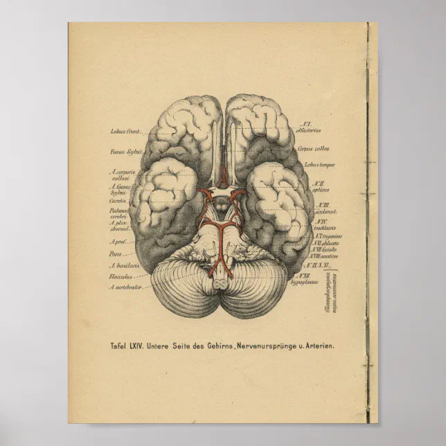 Vintage 1888 German Anatomy Print Brain | Zazzle