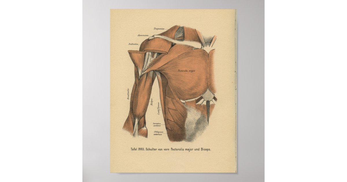 Vintage 1888 German Anatomy Print Chest Muscles | Zazzle