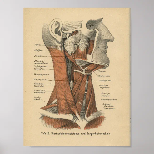 Vintage 1888 German Anatomy Print Face and Neck | Zazzle