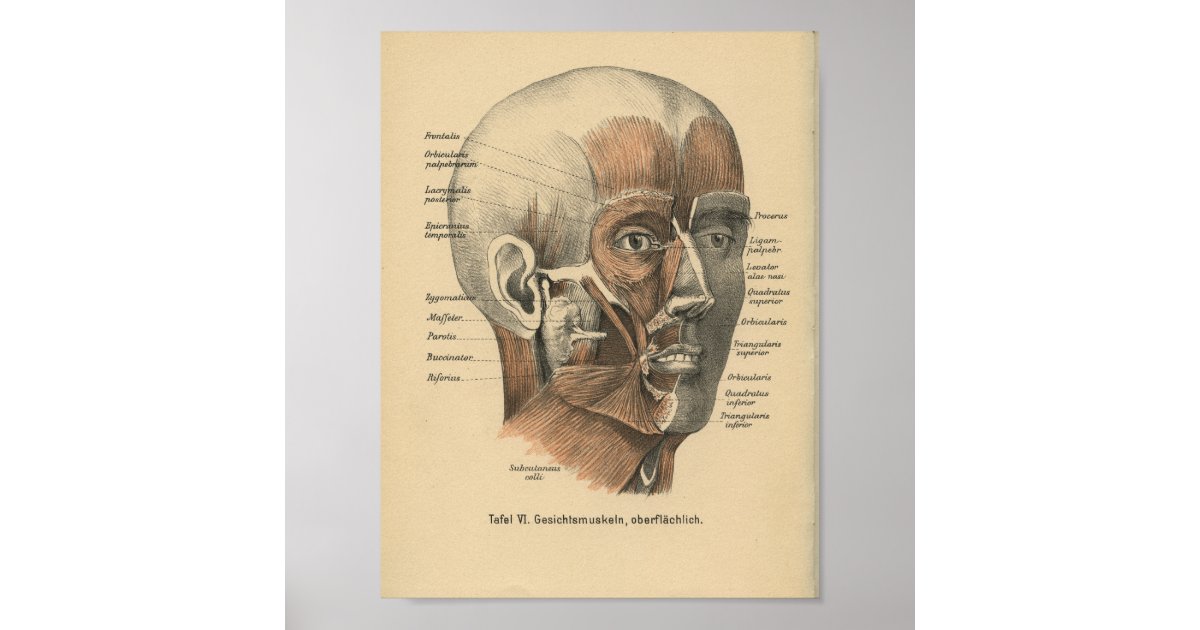 Vintage 1888 German Anatomy Print Facial Muscles | Zazzle