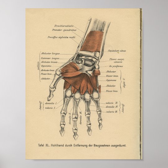 Vintage 1888 German Anatomy Print Hand Wrist | Zazzle.com