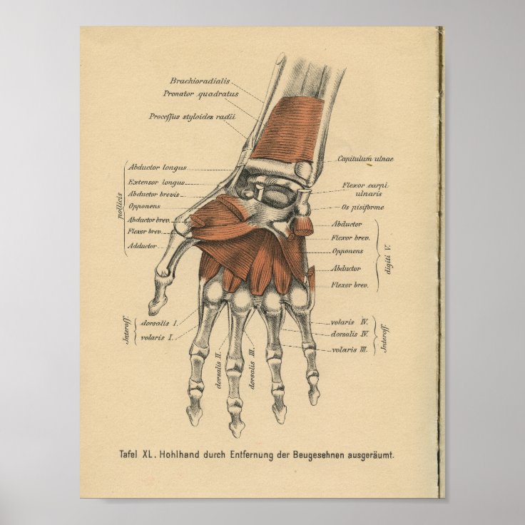 Vintage 1888 German Anatomy Print Hand Wrist | Zazzle