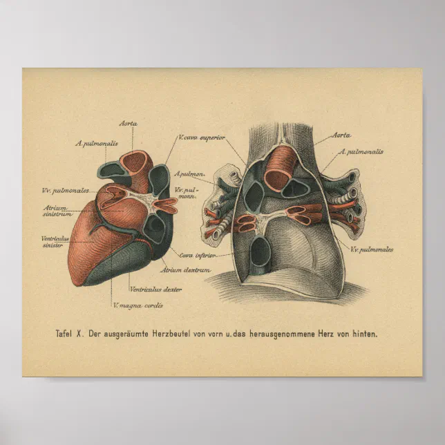 Vintage 1888 German Anatomy Print Heart | Zazzle