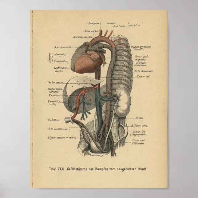 Vintage 1888 German Anatomy Print Organs | Zazzle